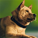 Hachiko Price | HACHI Price, Charts | Crypto.com